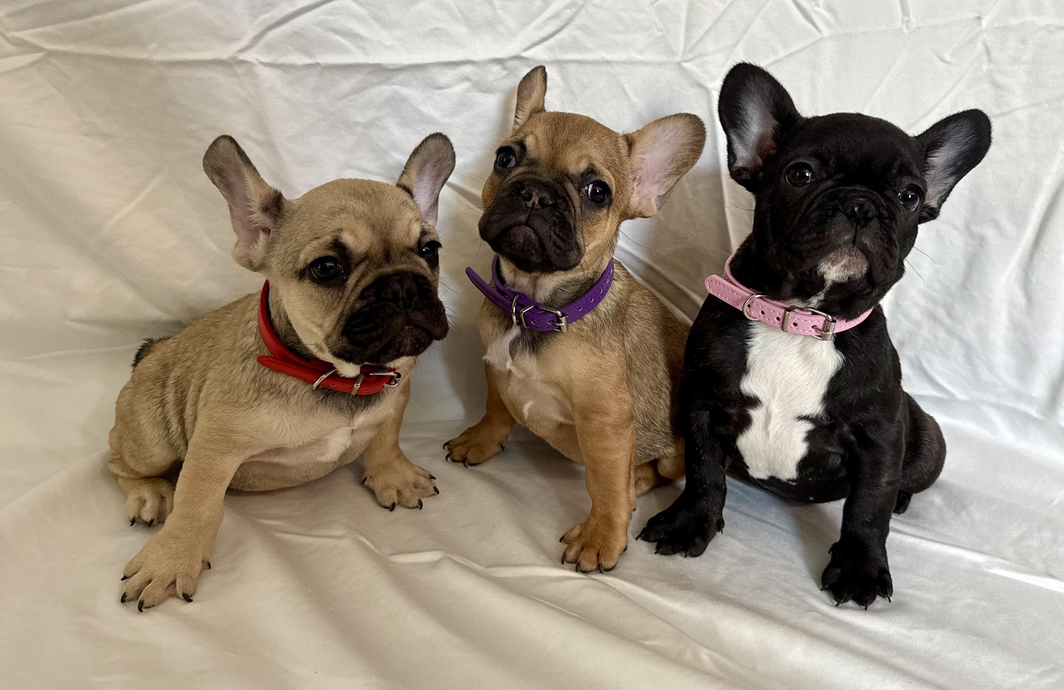 Arizona Quality Bullies in Arizona | French Bulldog puppies | Good Dog