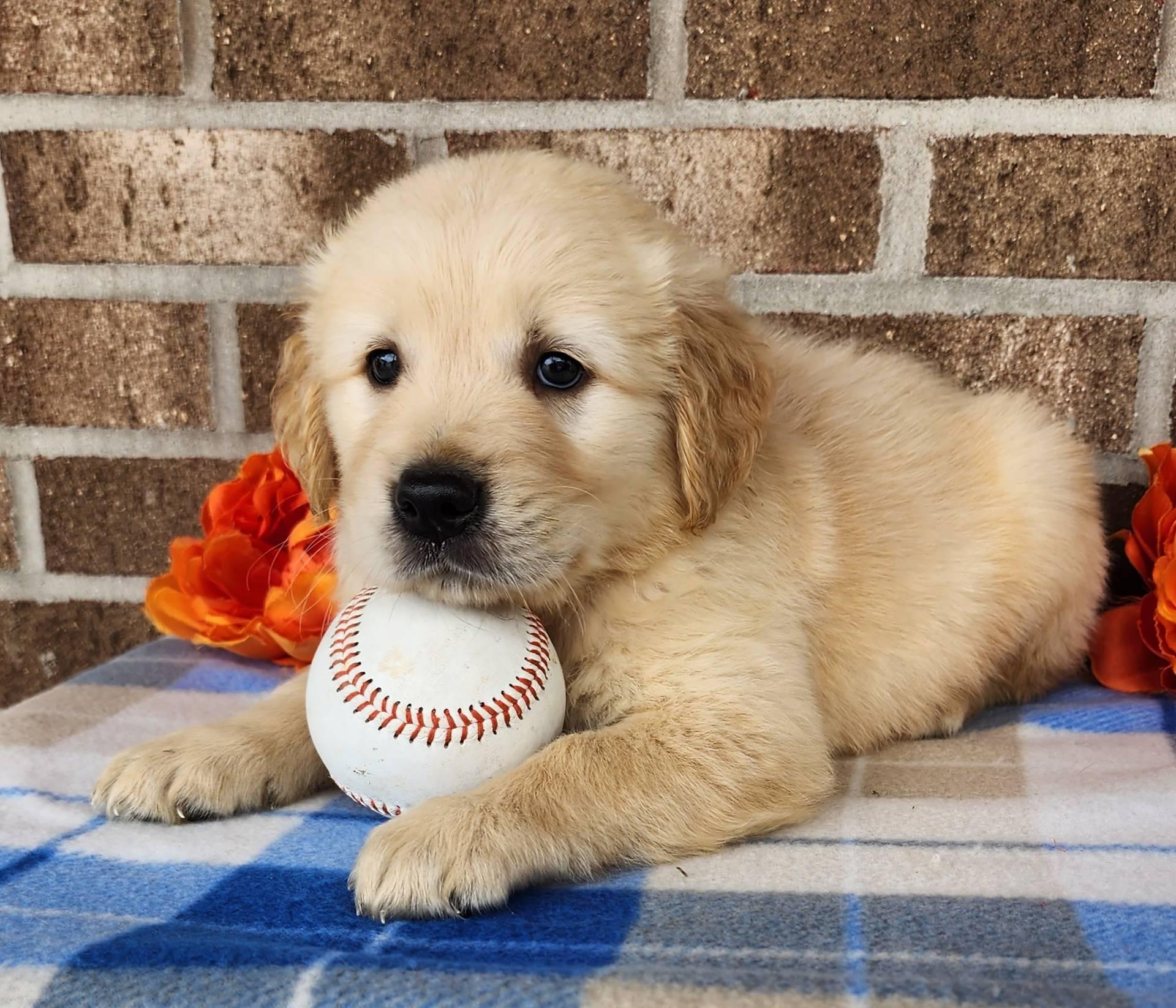 Alexander Canines in South Carolina | Golden Retriever and Miniature ...