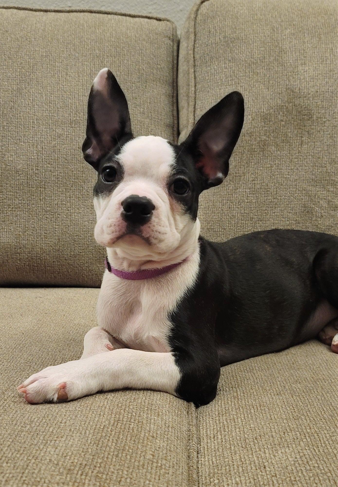 Sunset Knoll Boston Terriers in Oregon | Boston Terrier puppies | Good Dog
