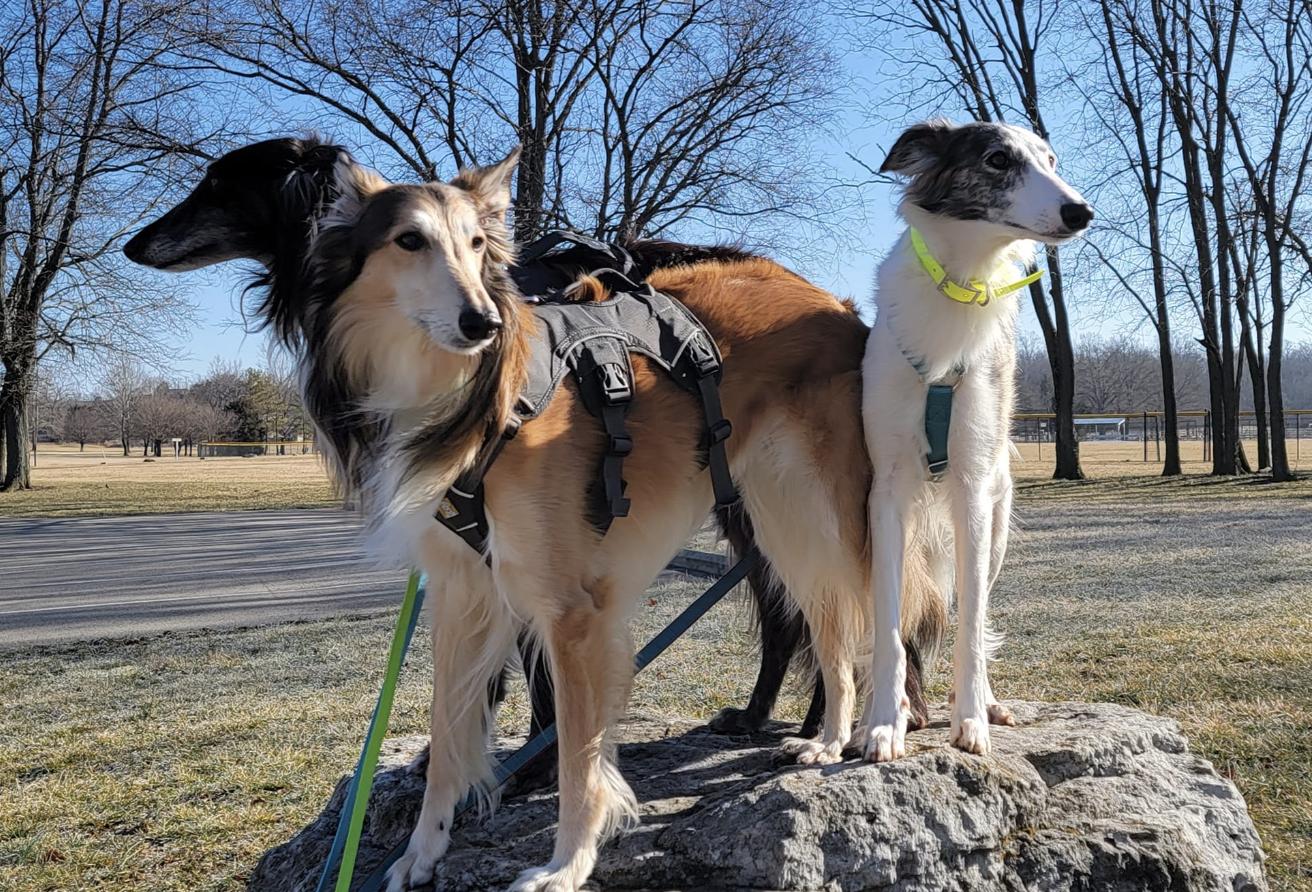 Wildmeadow Windhounds in Ohio | Silken Windhound puppies | Good Dog
