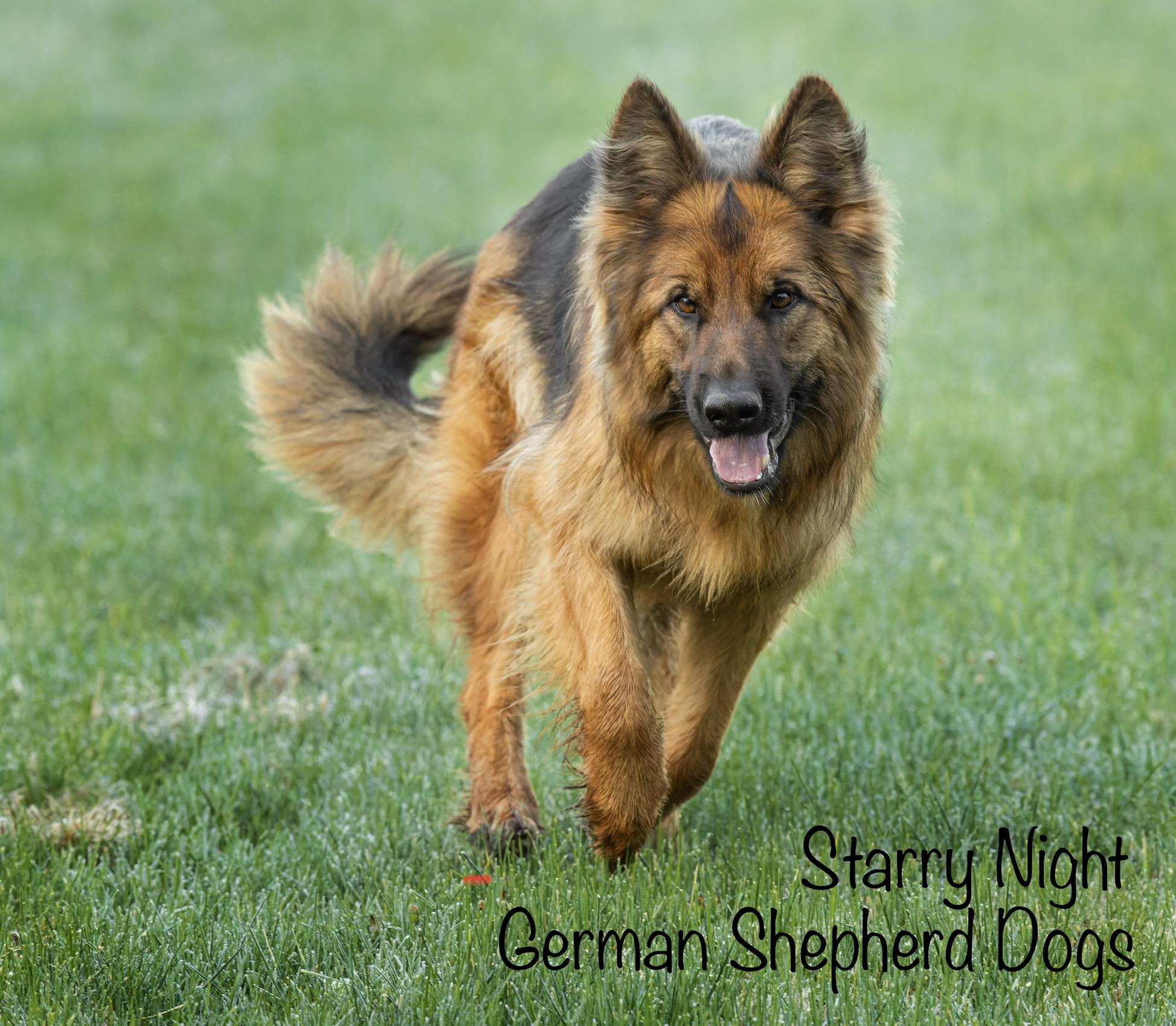 Starry Night German Shepherd Dogs in Virginia | German Shepherd puppies ...