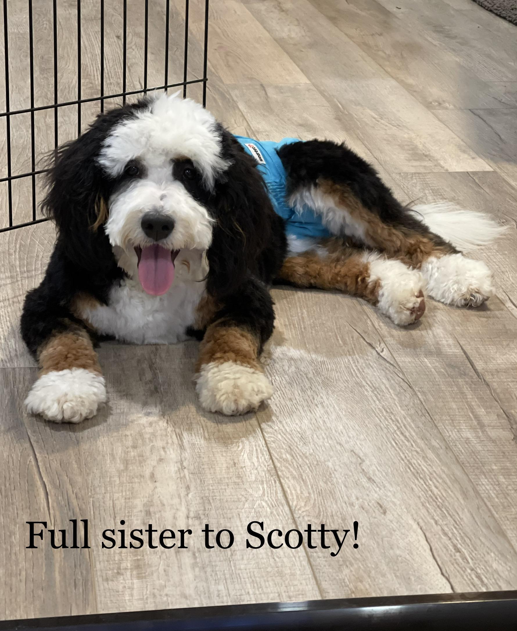 Kathryn Troyer in Ohio | Bernedoodle, Cavapoo or Pomsky puppies | Good Dog