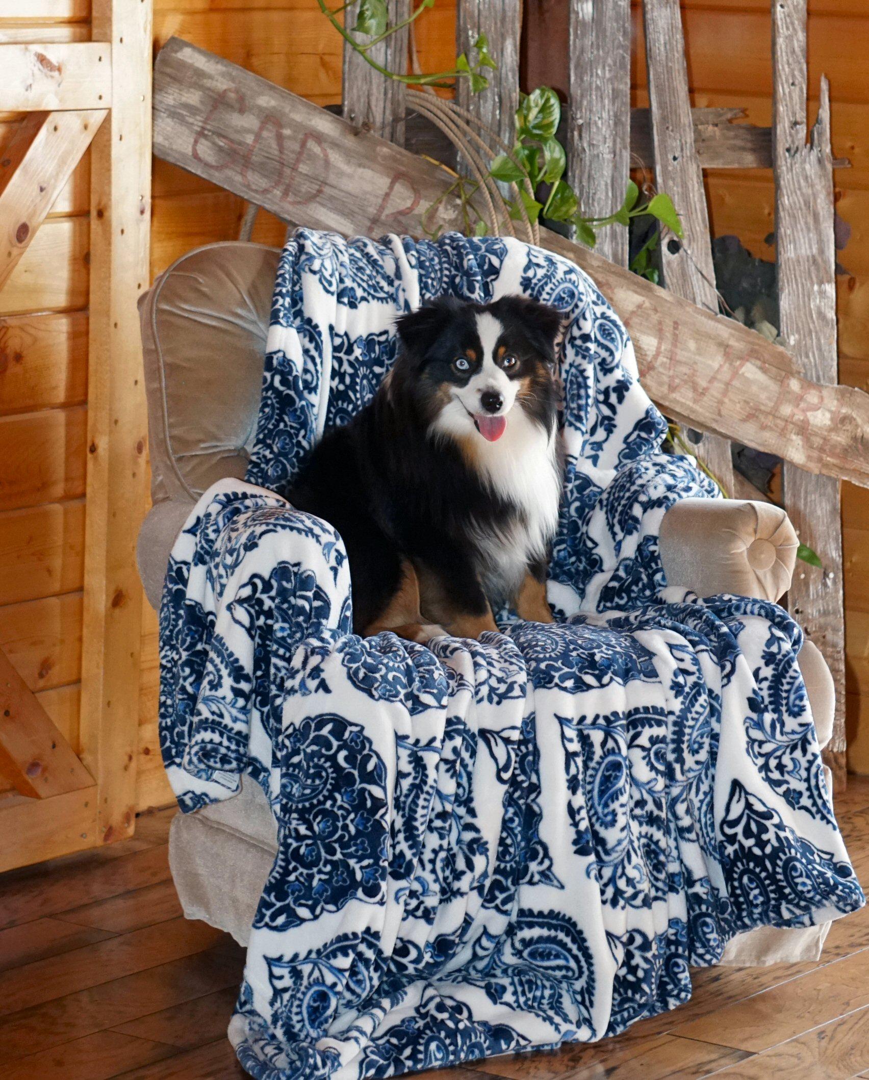 Lindsey’s Aussies in Oklahoma | Miniature Australian Shepherd ...