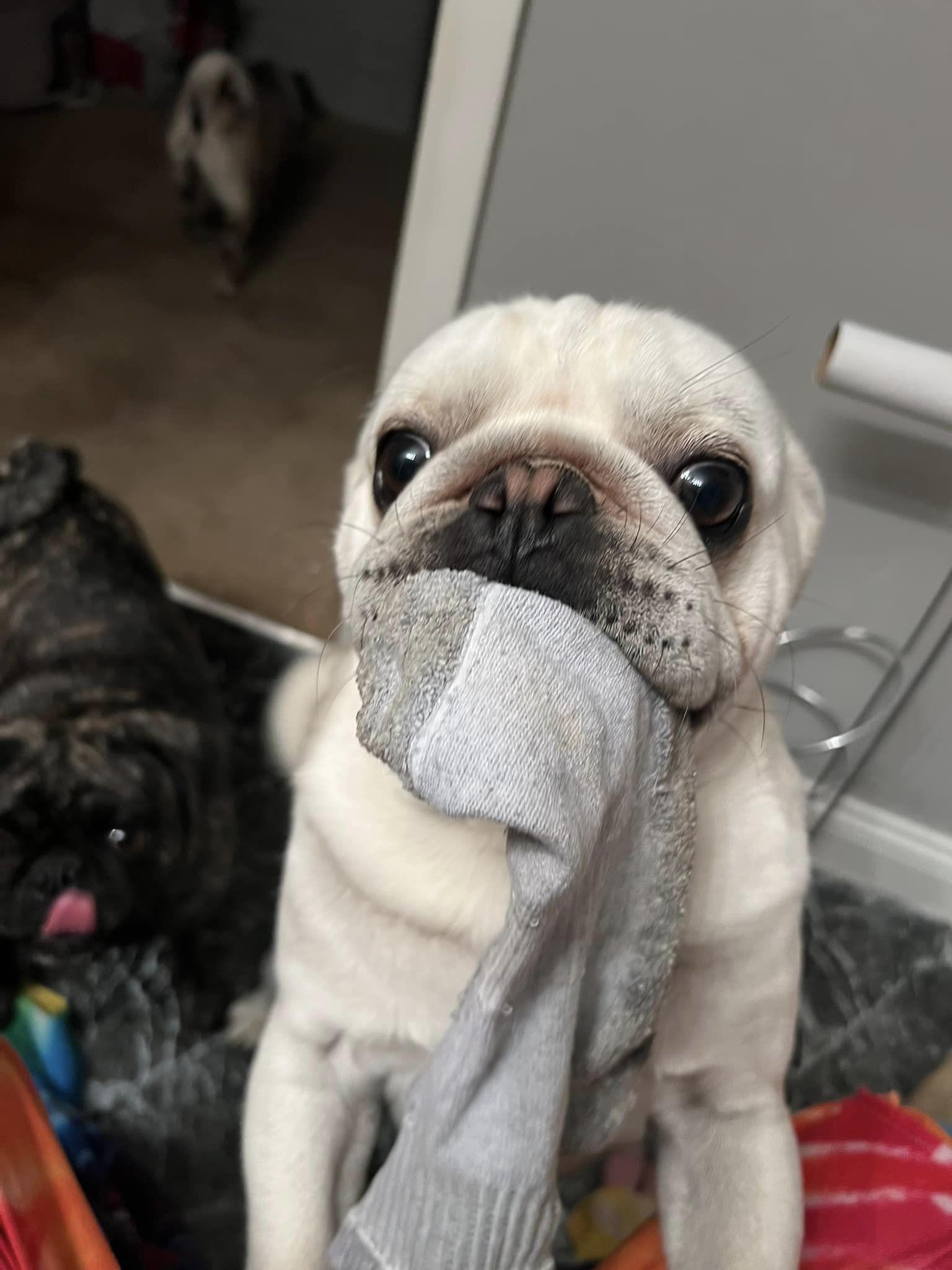 Melissa's Pugs in Indiana | Pug puppies | Good Dog