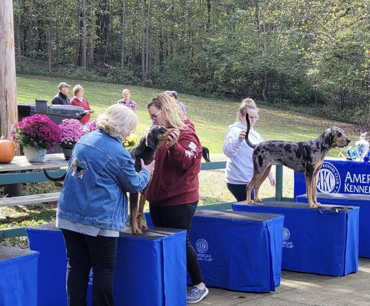 APEX K9 Solutions in Connecticut | American Leopard Hound and German ...