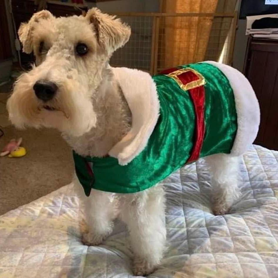 Magnolia Wire Fox Terriers in Mississippi | Wire Fox Terrier puppies ...