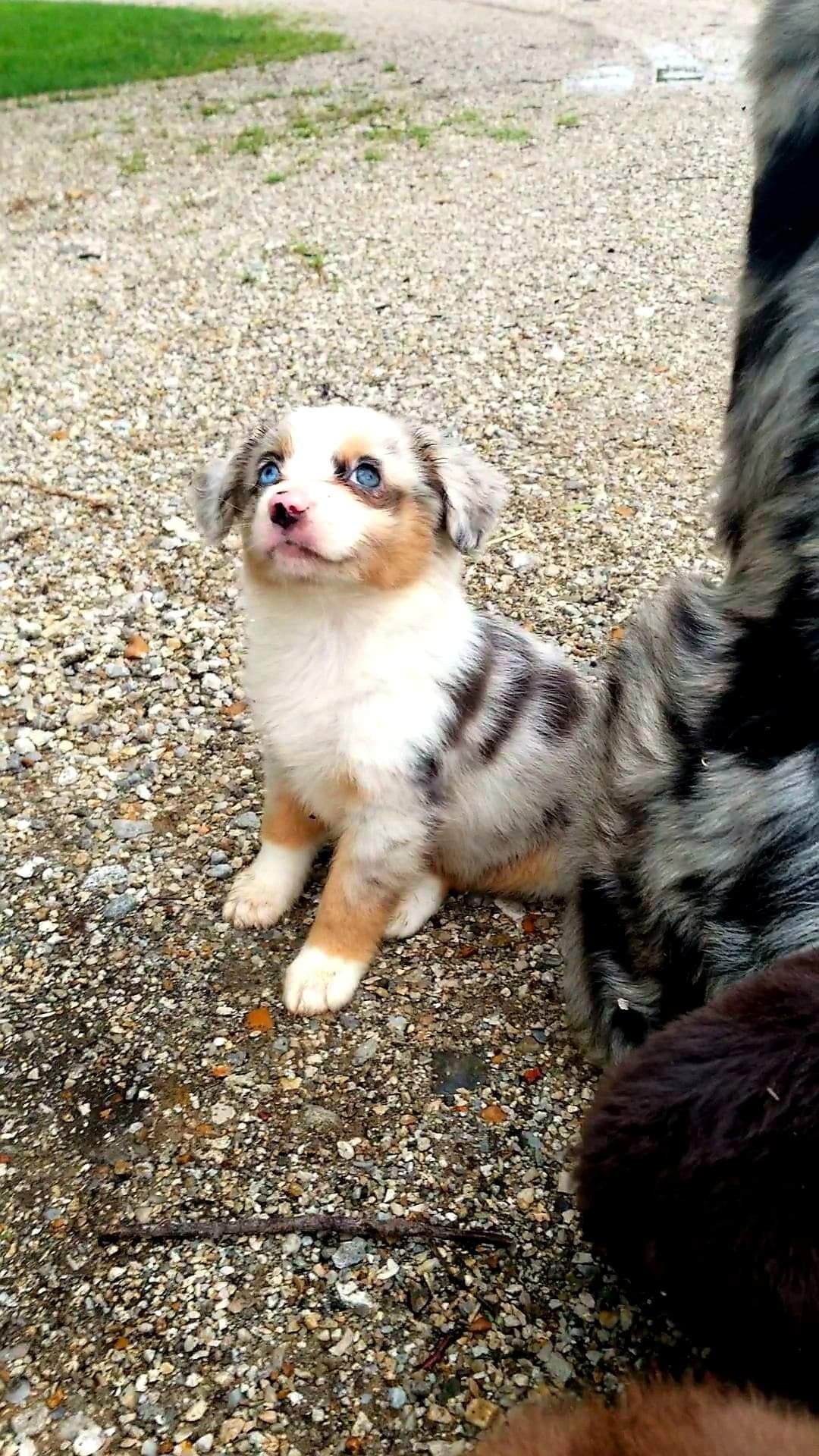 Porter's Pretty Puppies in Missouri | Miniature Australian Shepherd ...