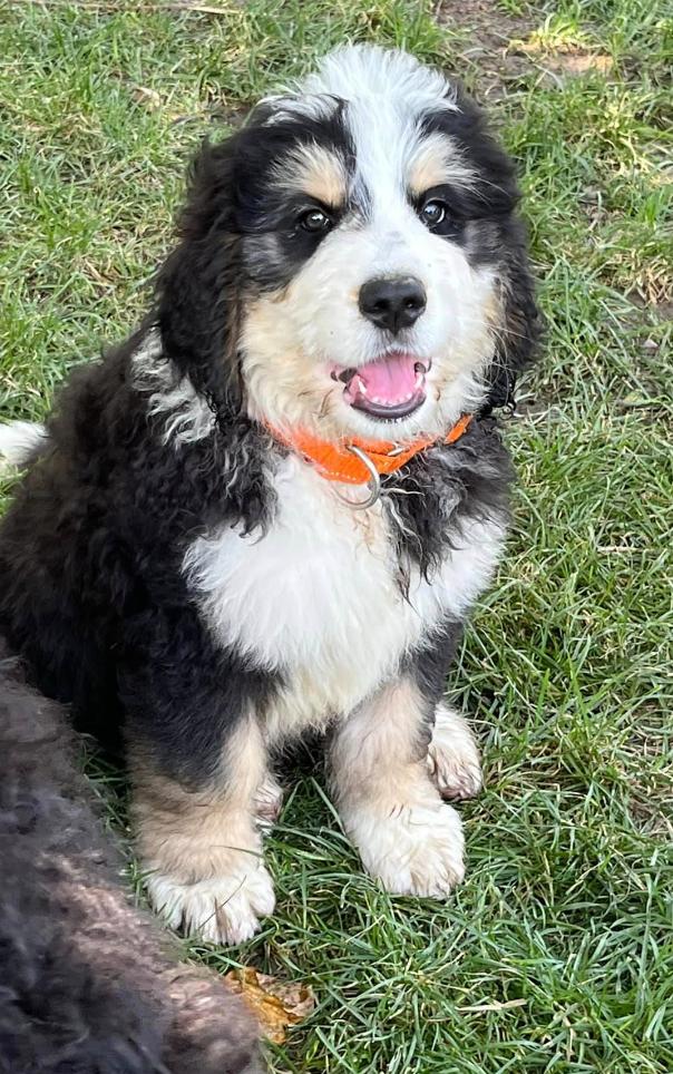 Busacker Berner Babies in Nebraska | Bernedoodle puppies | Good Dog