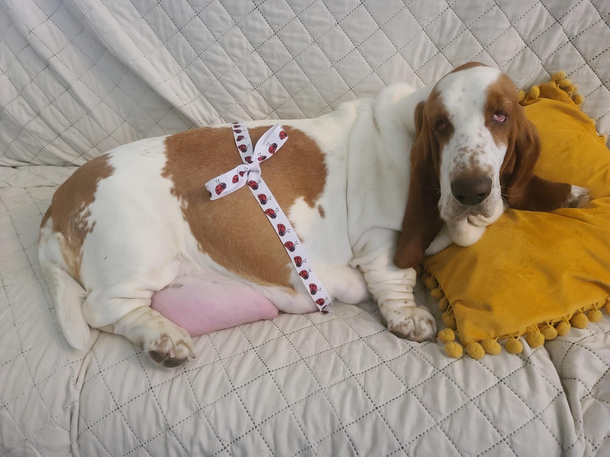 Pride Rock Basset Hounds in Georgia | Basset Hound puppies | Good Dog