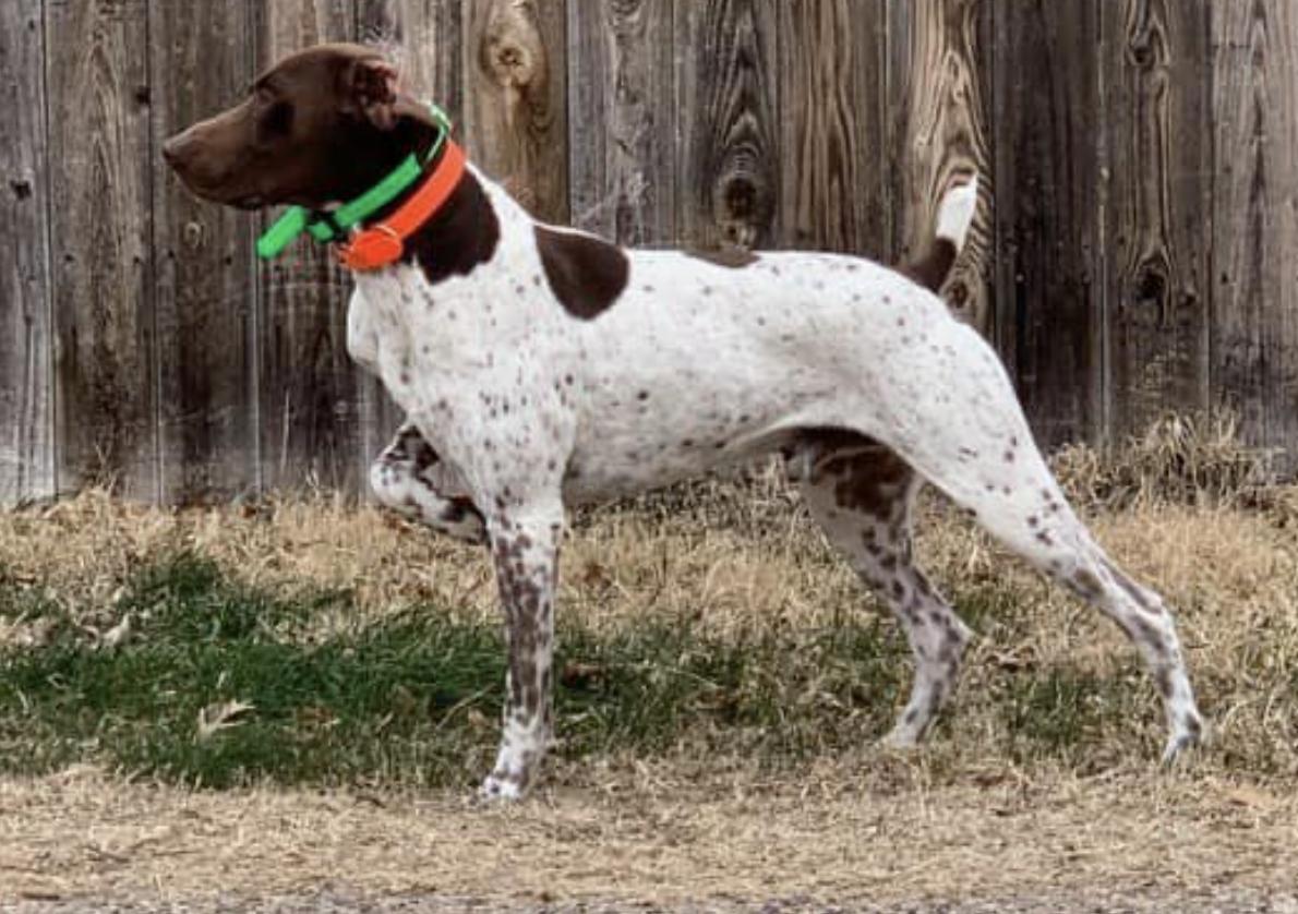 Selby's German Shorthaired Pointers in Texas | German Shorthaired ...