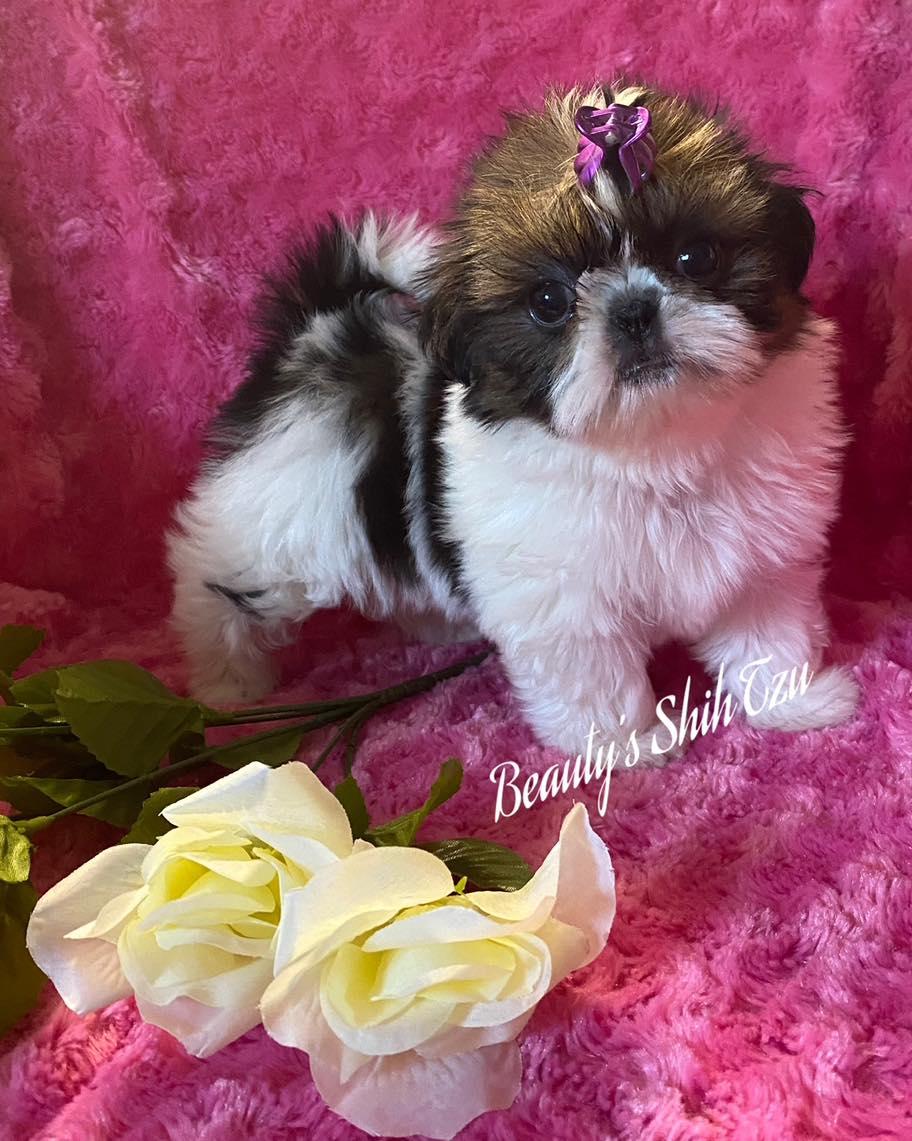 Beauty's Shih Tzu (Georgia) in Georgia | Shih Tzu puppies | Good Dog