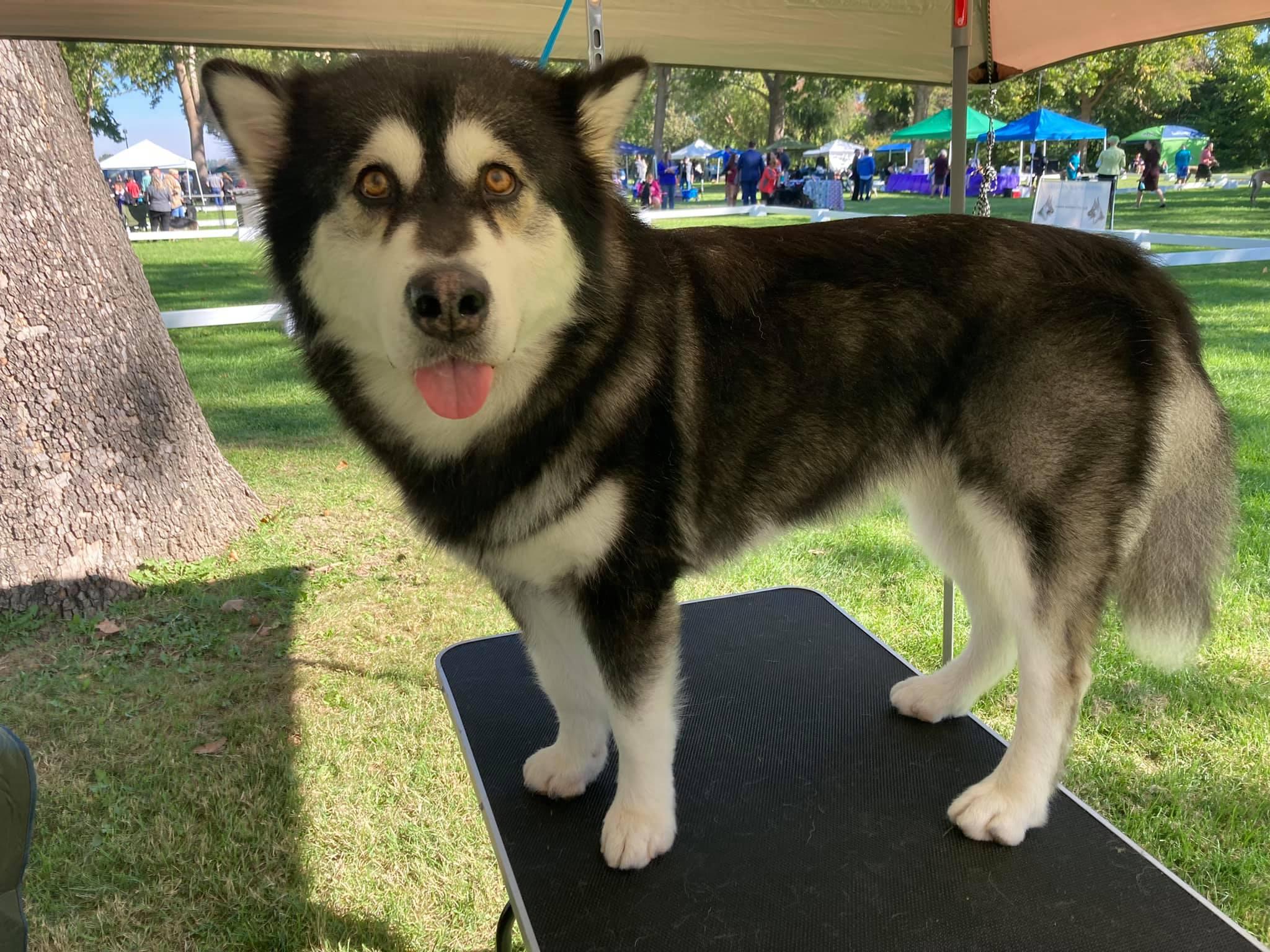 Alyeska Kennels in Oregon | Alaskan Malamute puppies | Good Dog