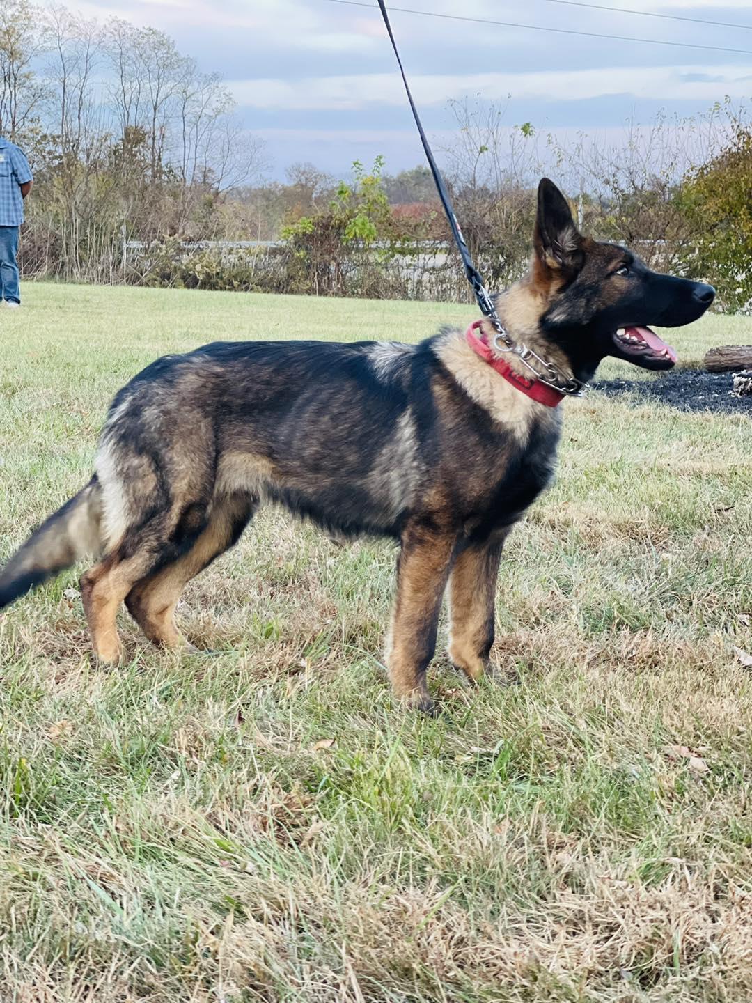 Legacy Shepherd Kennels LLC in Kentucky | German Shepherd puppies ...