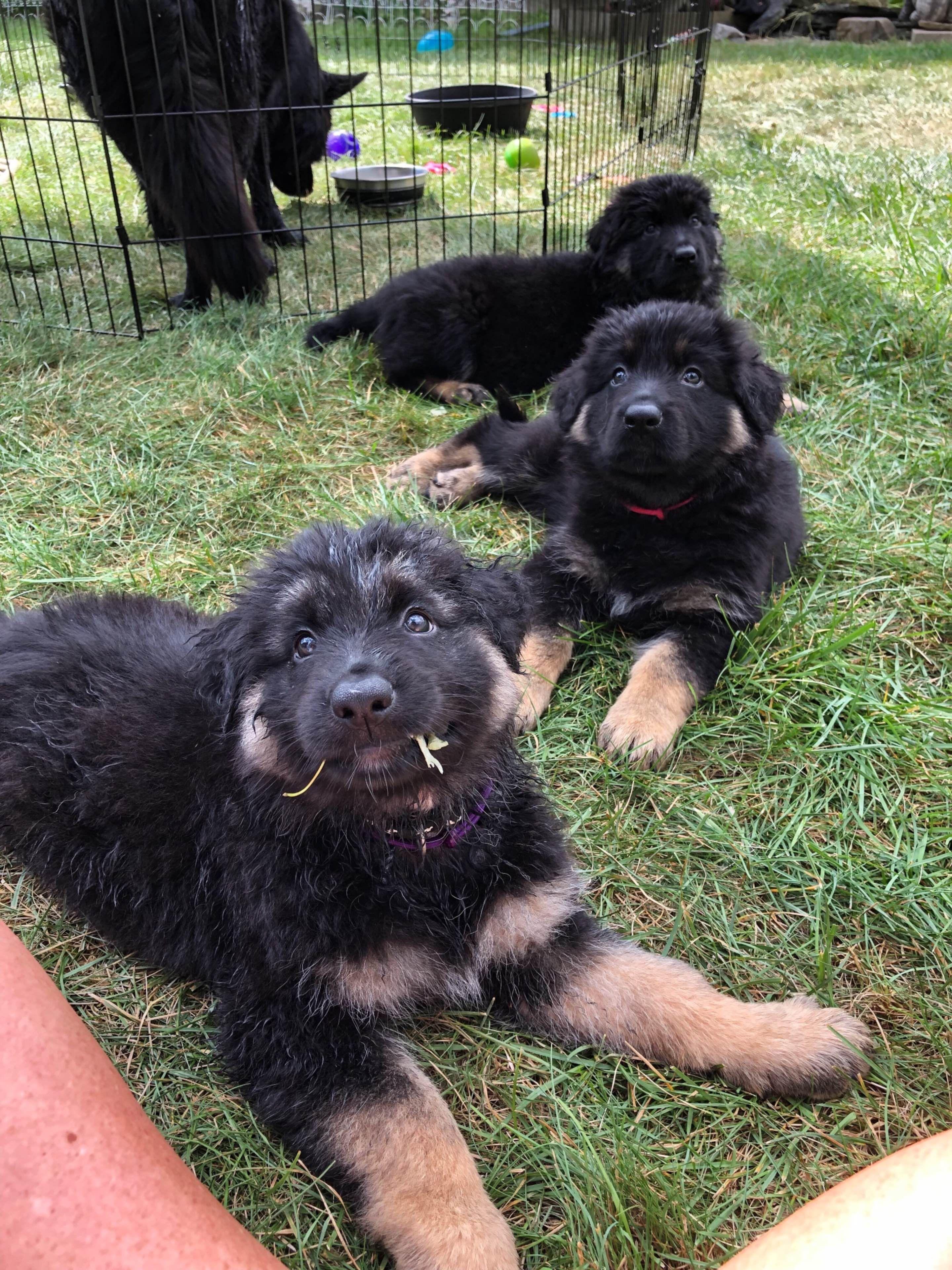 Lisa Duchesneau in Rhode Island | German Shepherd puppies | Good Dog