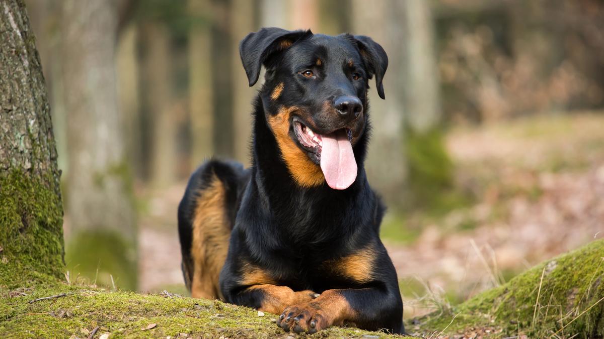 25 cute Beauceron puppies for sale | Good Dog