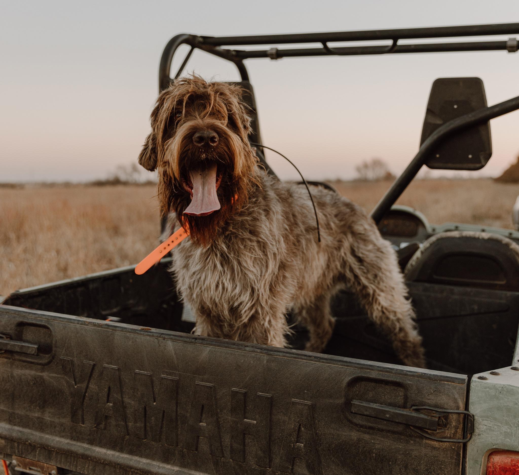 Beards & Bourbon Wirehaired Pointing Griffons in Oklahoma | Wirehaired ...