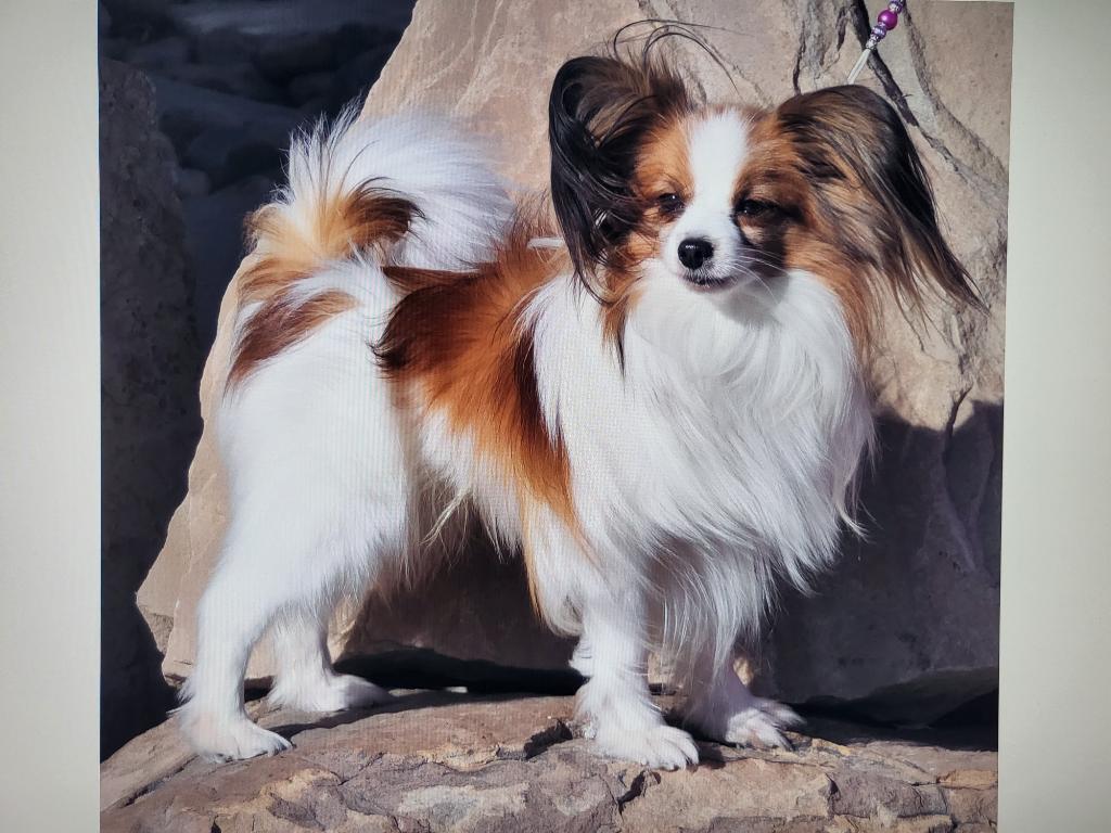 Carousel Papillons in Colorado | Papillon puppies | Good Dog