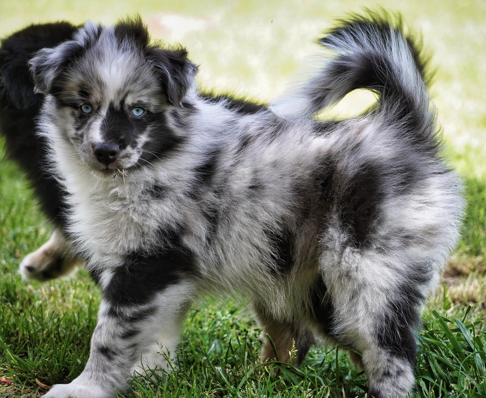 Sugar Kaine Aussies in North Carolina | Miniature Australian Shepherd ...
