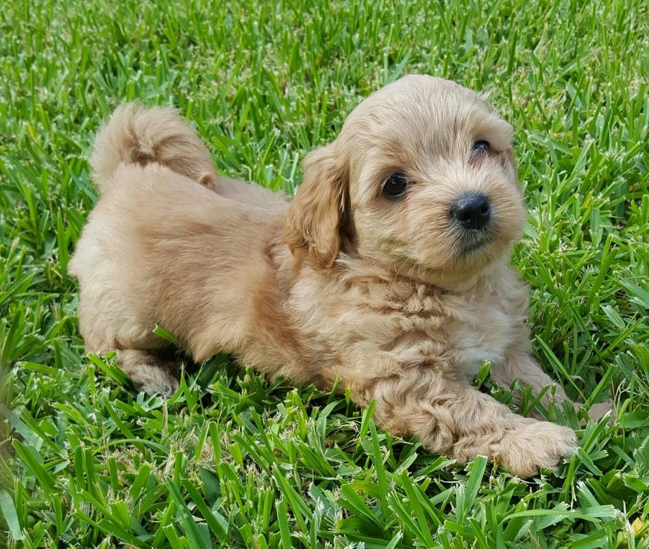 Lakeside Havanese in Texas | Havanese puppies | Good Dog