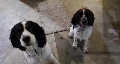 Springers Journey in California | English Springer Spaniel puppies ...