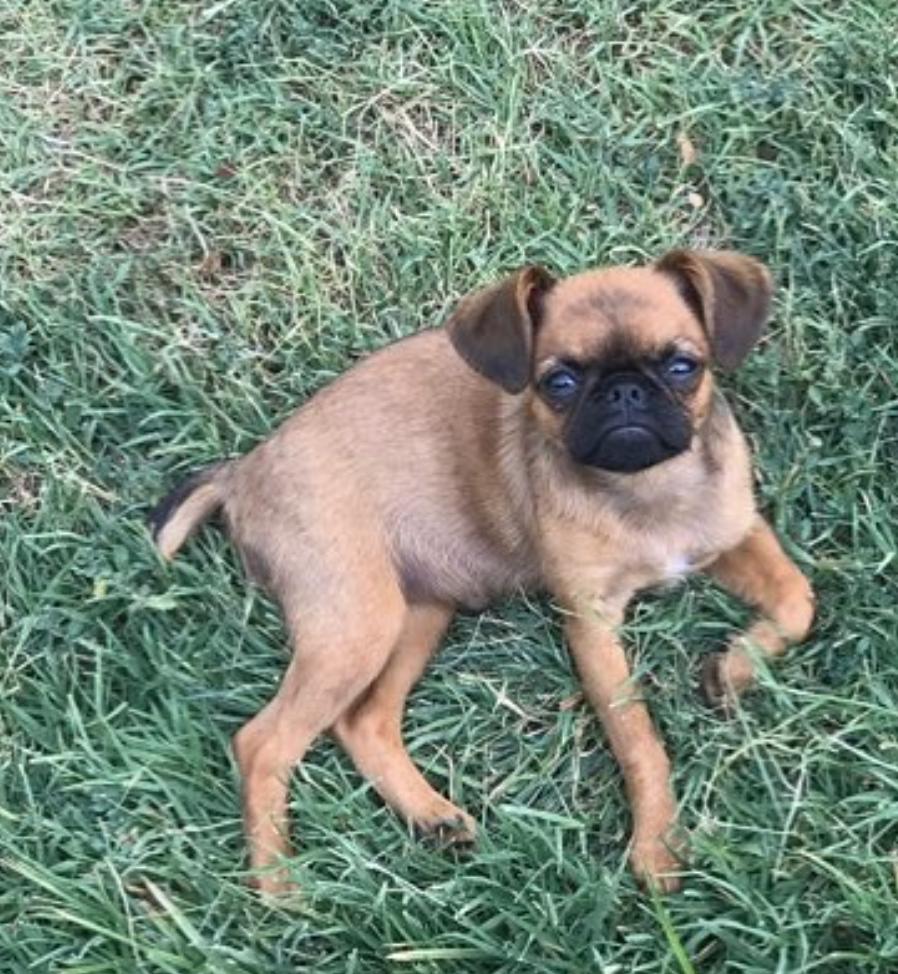 Gold Country Griffs in California | Brussels Griffon puppies | Good Dog