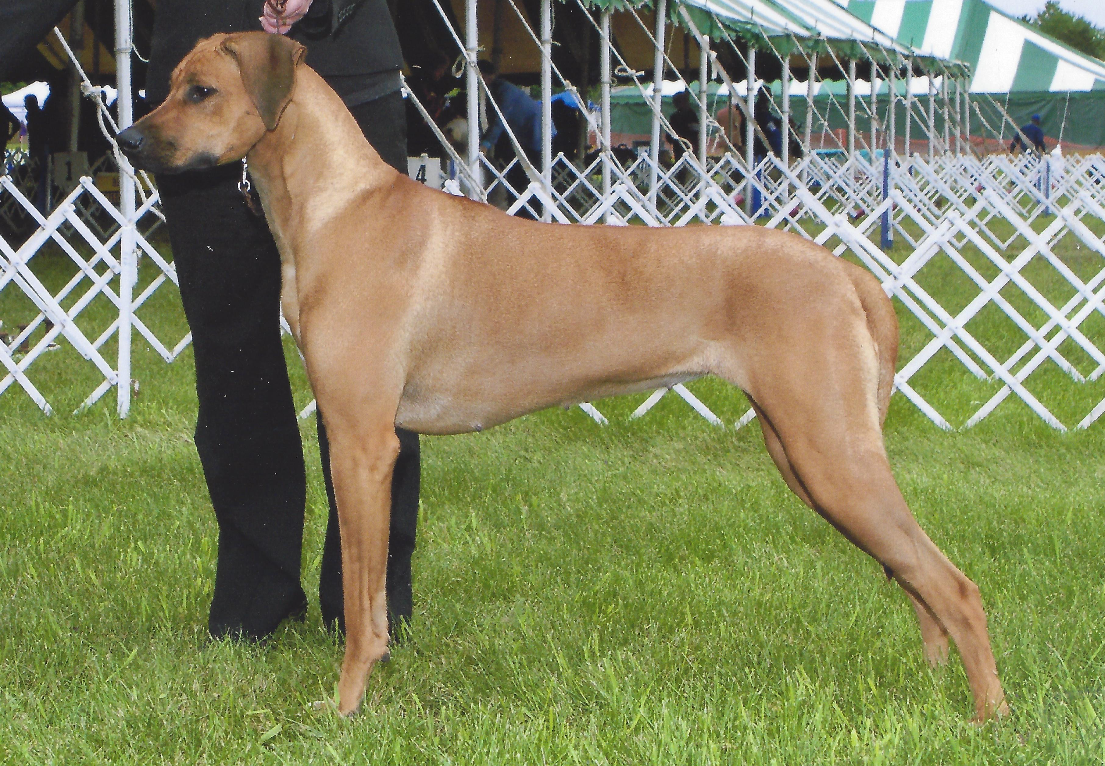 Zola Ridgebacks in North Carolina | Rhodesian Ridgeback puppies | Good Dog