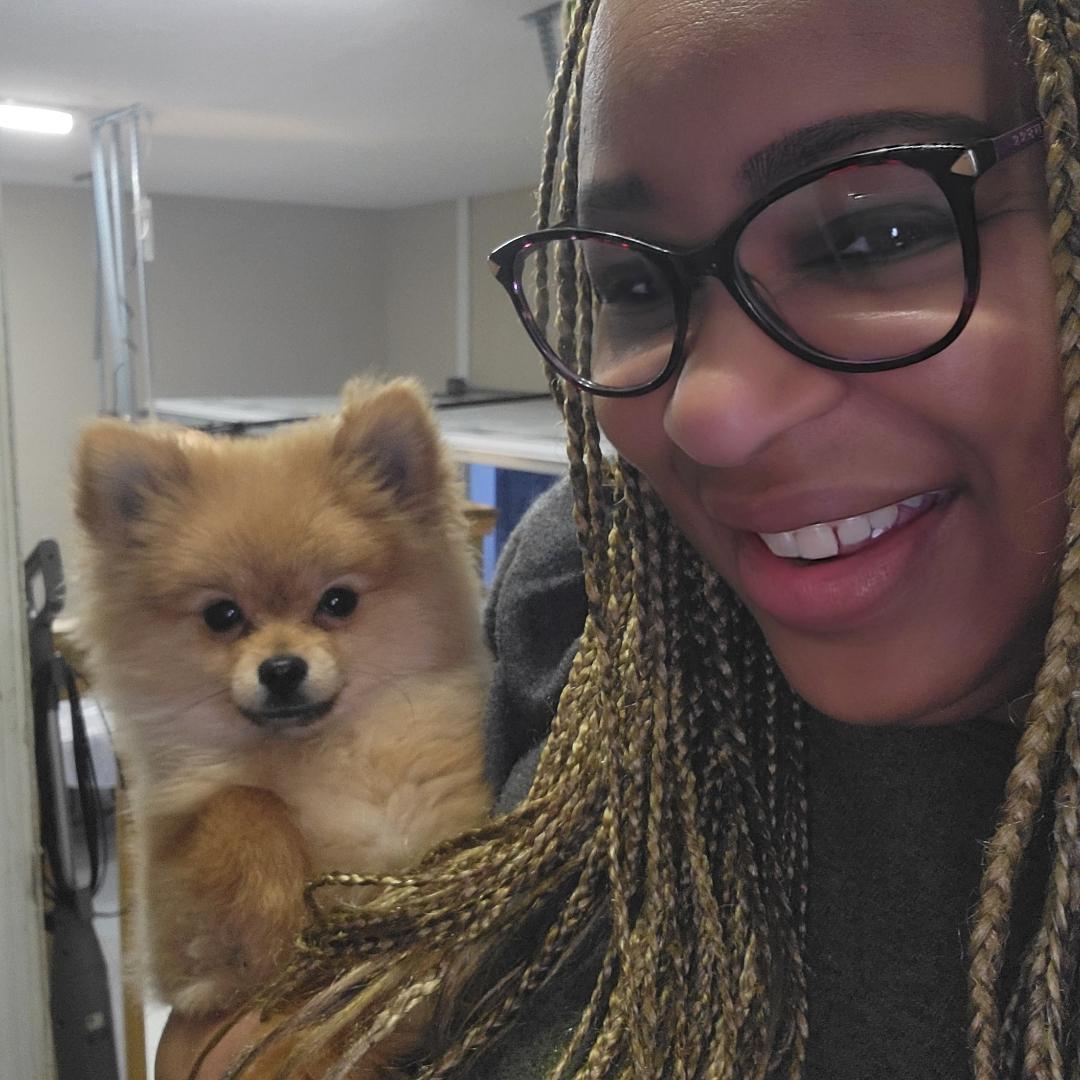 Pomma Momma Pomeranians in Georgia | Pomeranian puppies | Good Dog