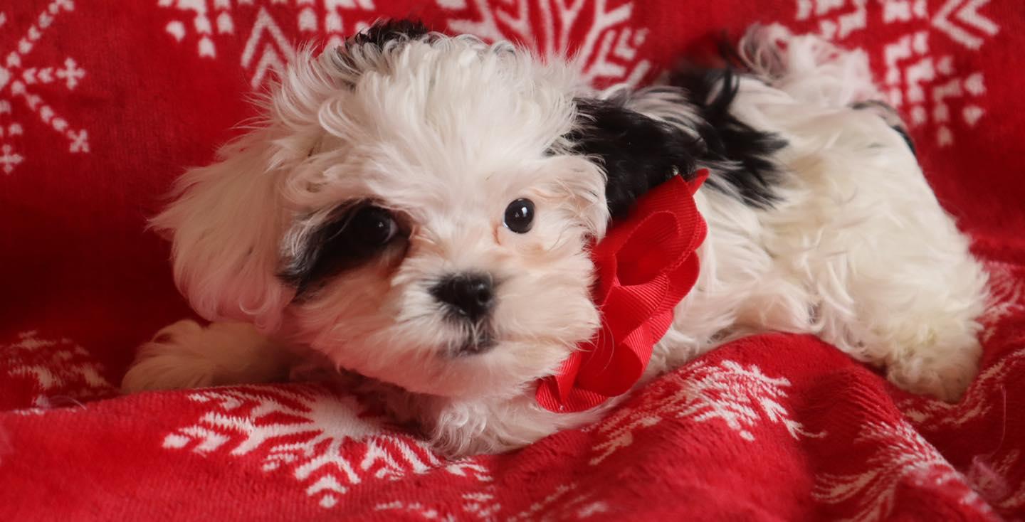 Sherry’s Shih-Poos in Ohio | Shihpoo puppies | Good Dog