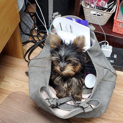Dana's Yorkies in Washington | Yorkshire Terrier puppies | Good Dog