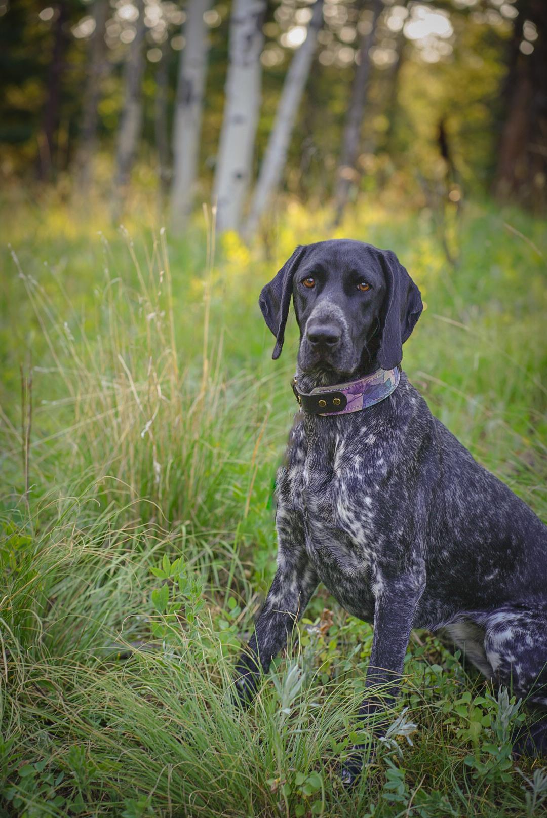 Sweet Life Kennels in Colorado | German Shorthaired Pointer puppies ...