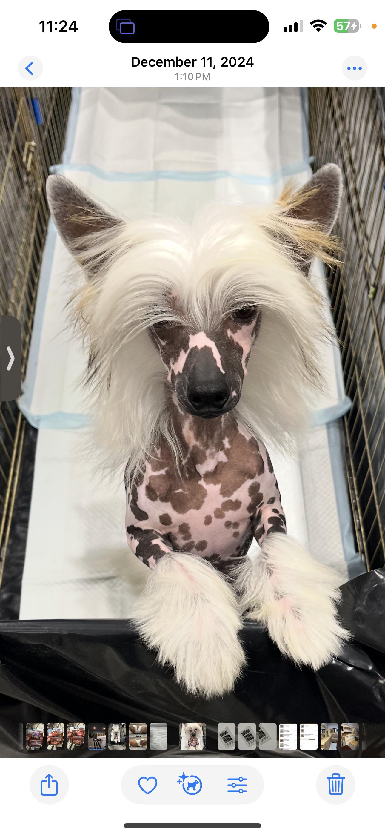 Fairy Tale Cresteds in Florida | Chinese Crested puppies | Good Dog
