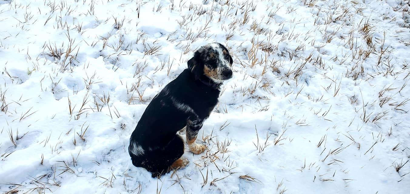 Jameson Ranches in Colorado | Australian Shepherd puppies | Good Dog
