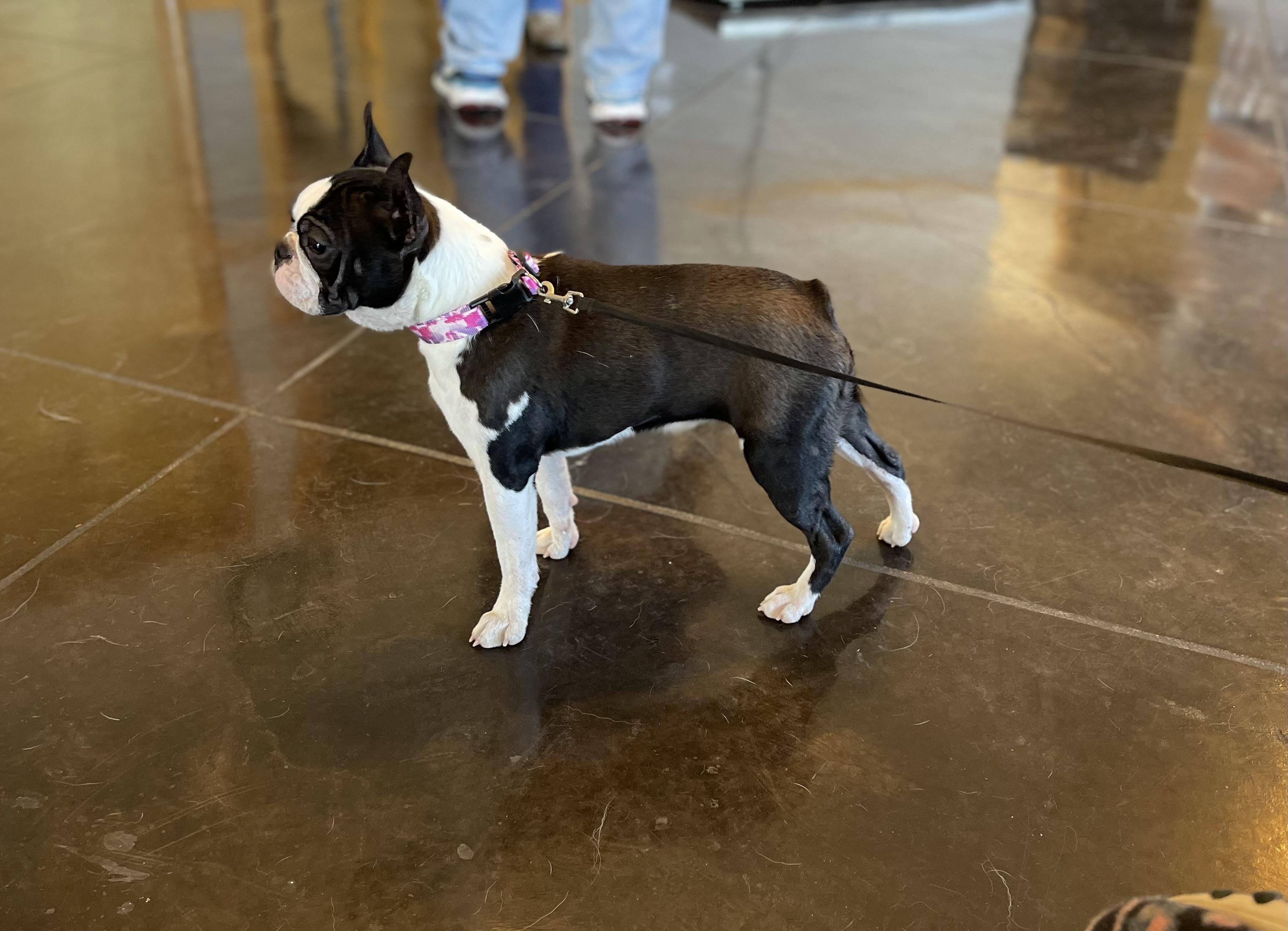 Dynasty Pups in Missouri | Boston Terrier, Boxer or Dachshund puppies ...