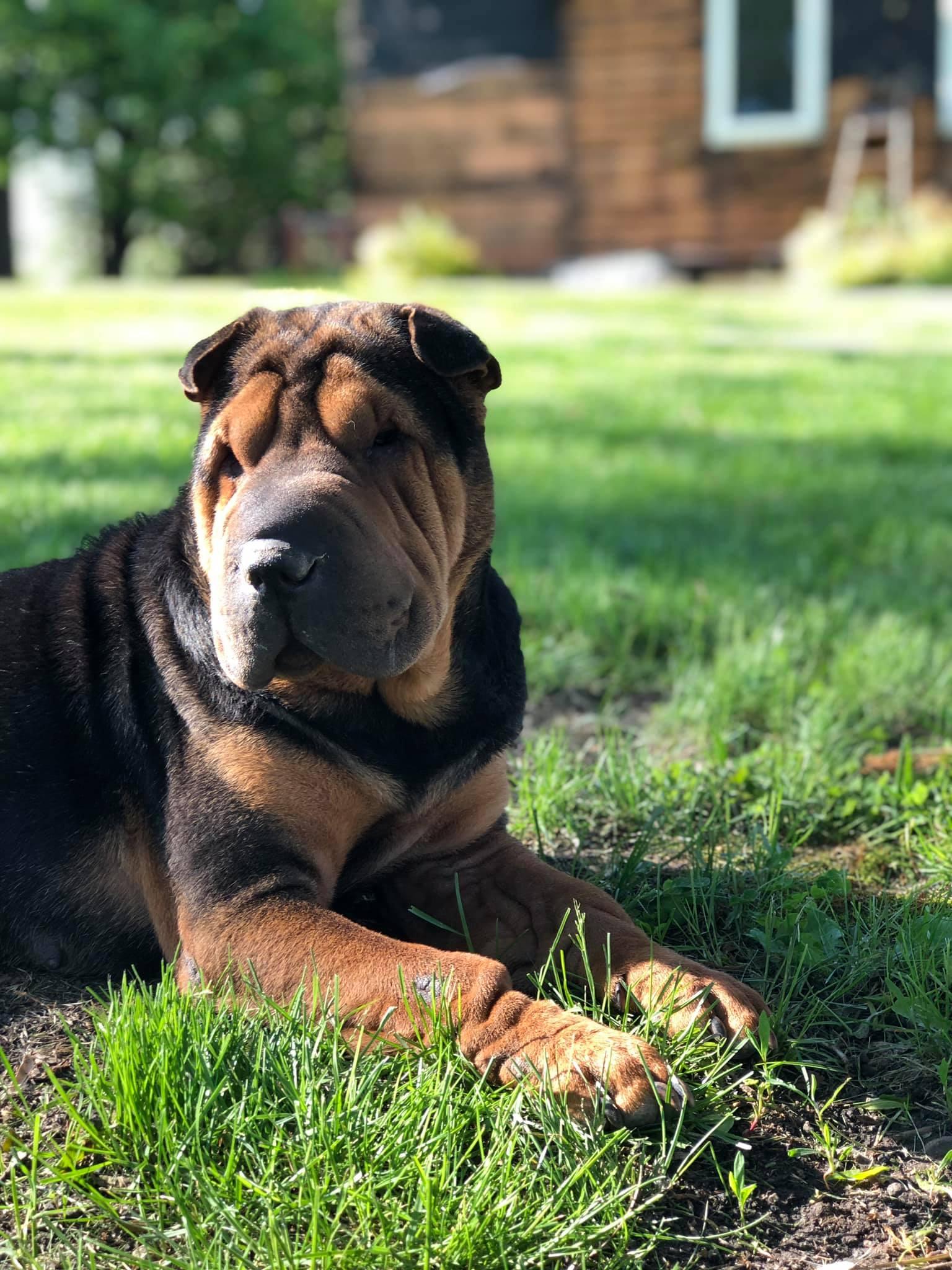 MAG Shar Pei in Minnesota | Chinese Shar-Pei puppies | Good Dog