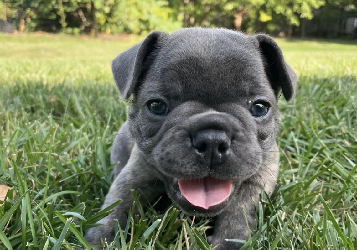 Stark's Frenchies in Kansas | French Bulldog puppies | Good Dog