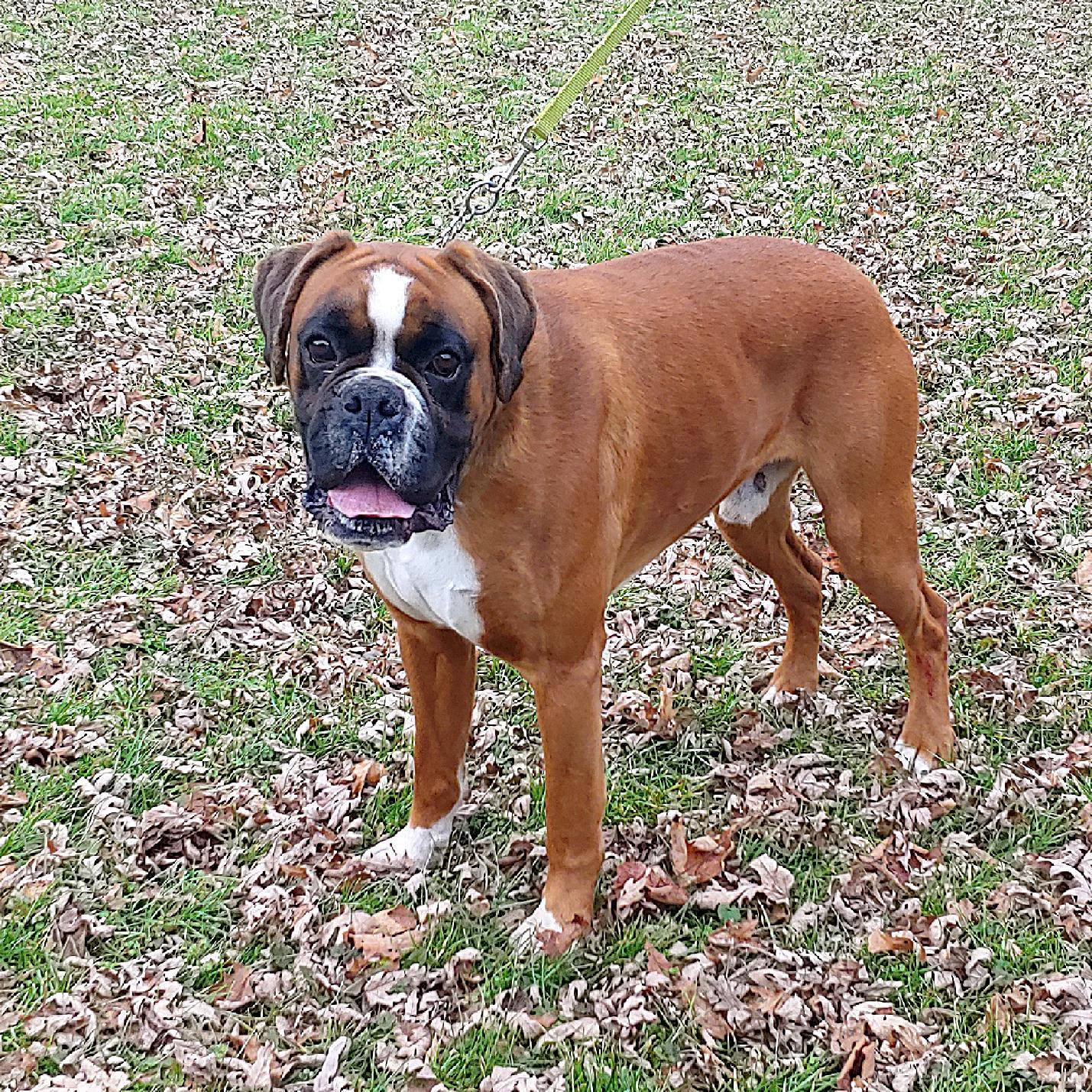 Stillwater Kennel in South Carolina | Boxer puppies | Good Dog