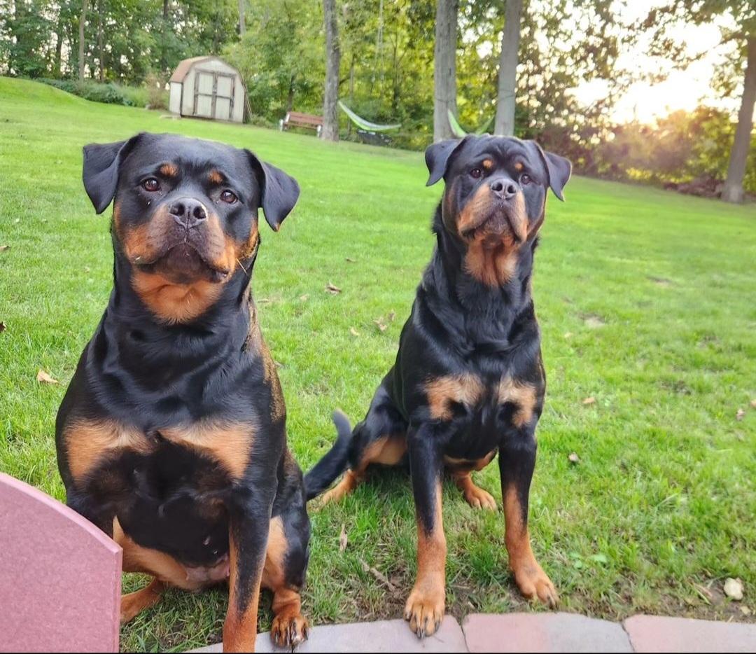 Cron Rottweilers in Pennsylvania | Rottweiler puppies | Good Dog