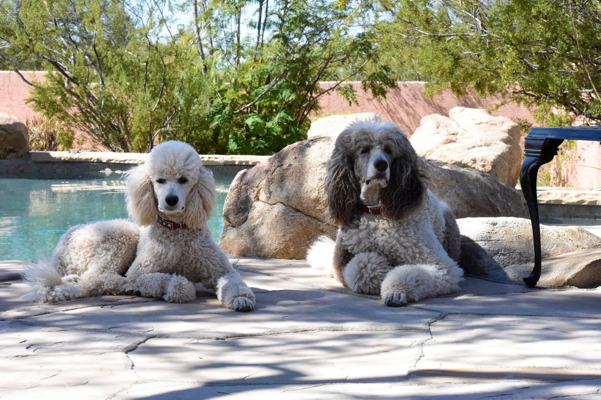 Mary jo's Poodles in Minnesota | Poodle puppies | Good Dog