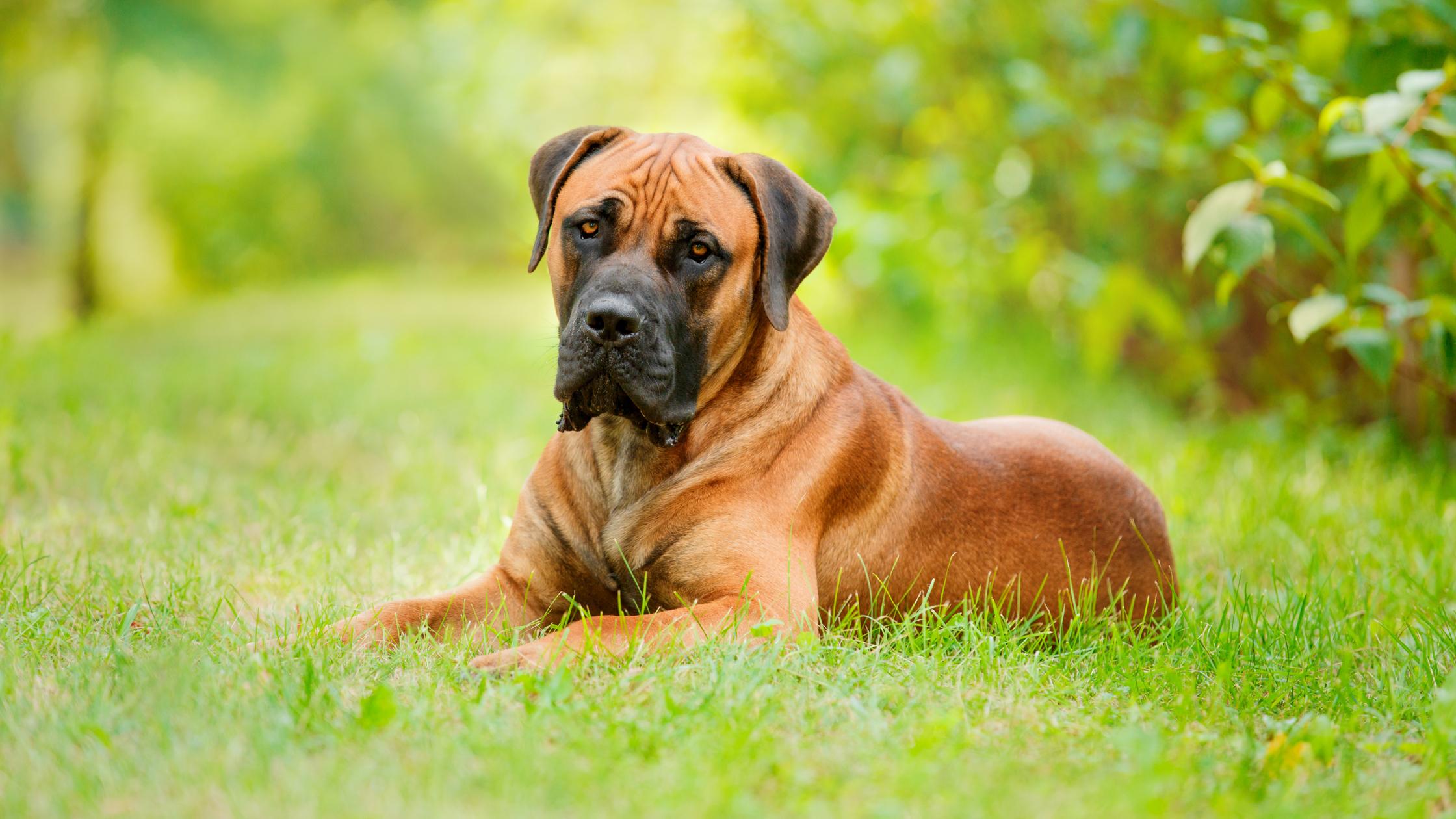 #1 Guide to Health Testing — Boerboel | Good Dog