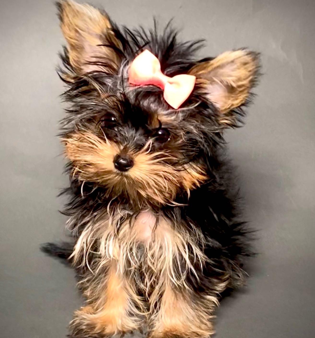 BC Breeders Association in California | Pomeranian and Yorkshire ...