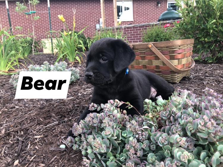 Teresa Deitering's Labrador Retrievers in Ohio | Labrador Retriever ...