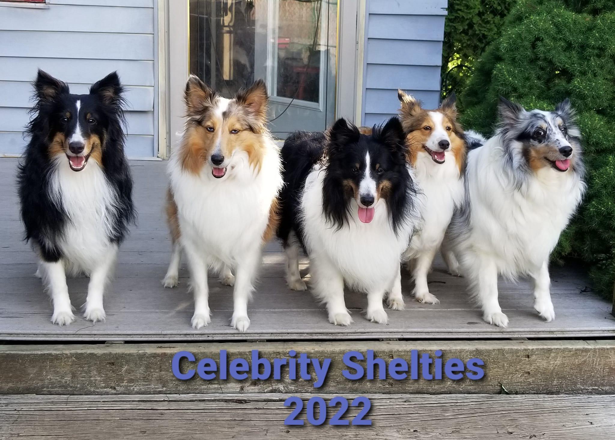 Celebrity Shelties in Ohio | Shetland Sheepdog puppies | Good Dog