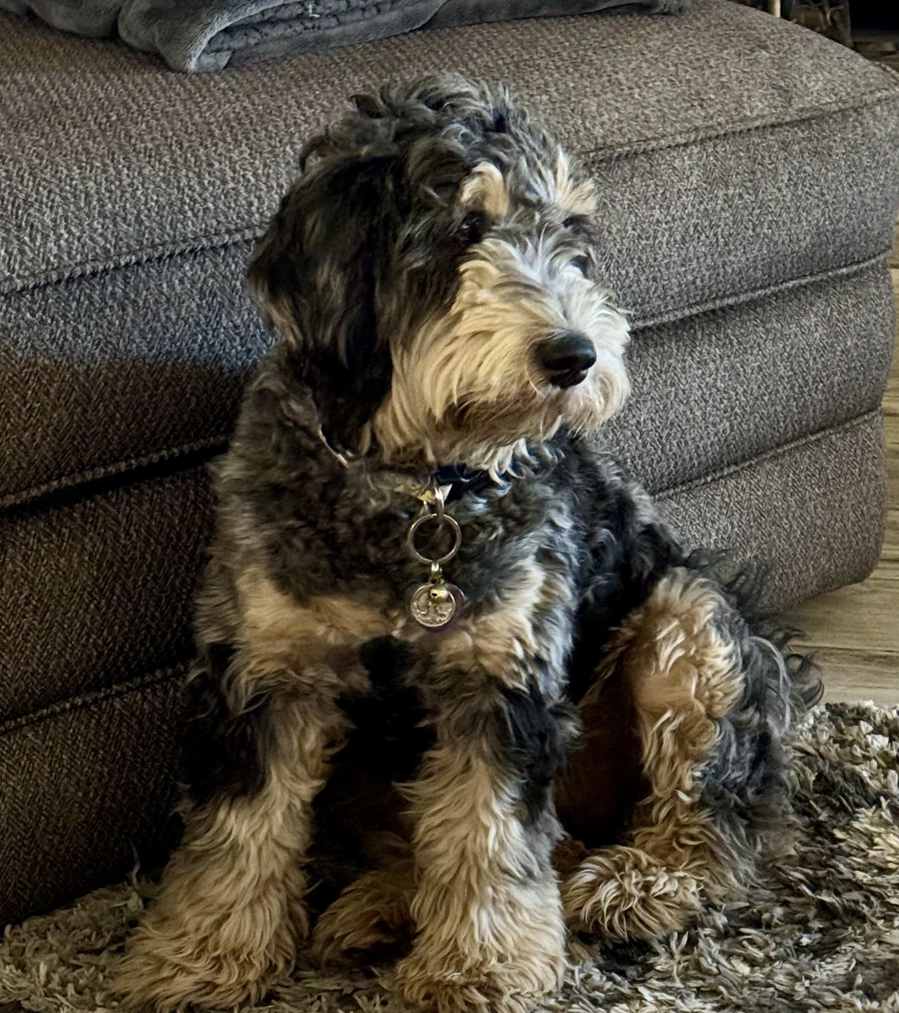 Gilbert Az Doodles in Arizona | Goldendoodle puppies | Good Dog