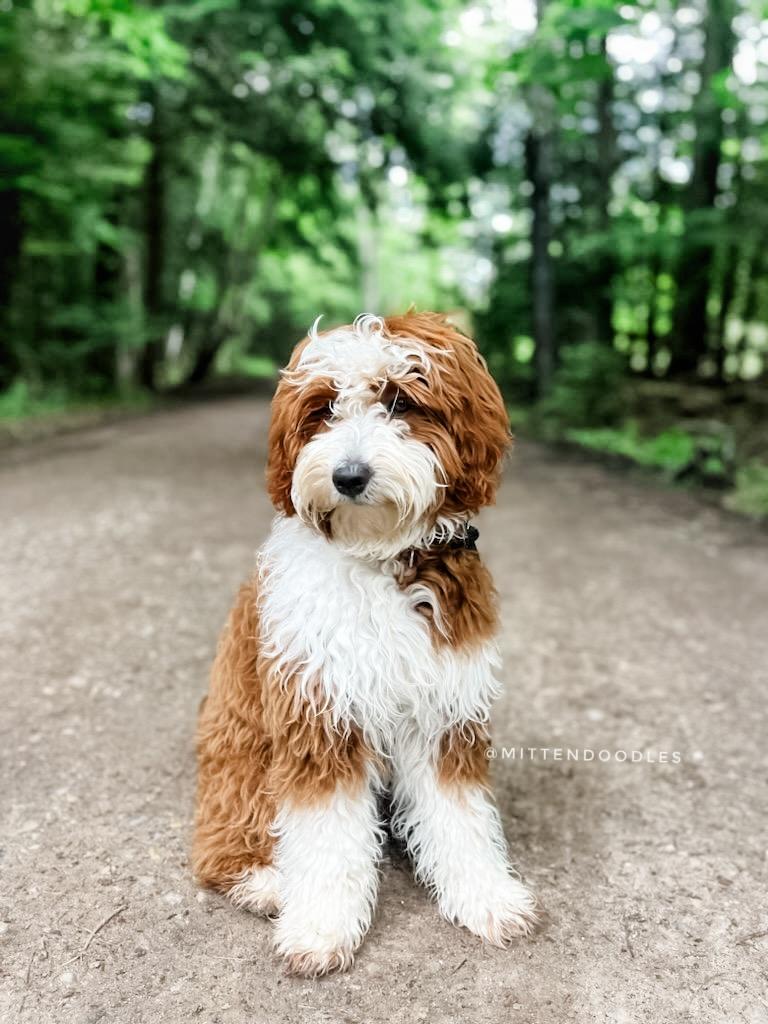 Mitten Doodles in Michigan | Goldendoodle puppies | Good Dog