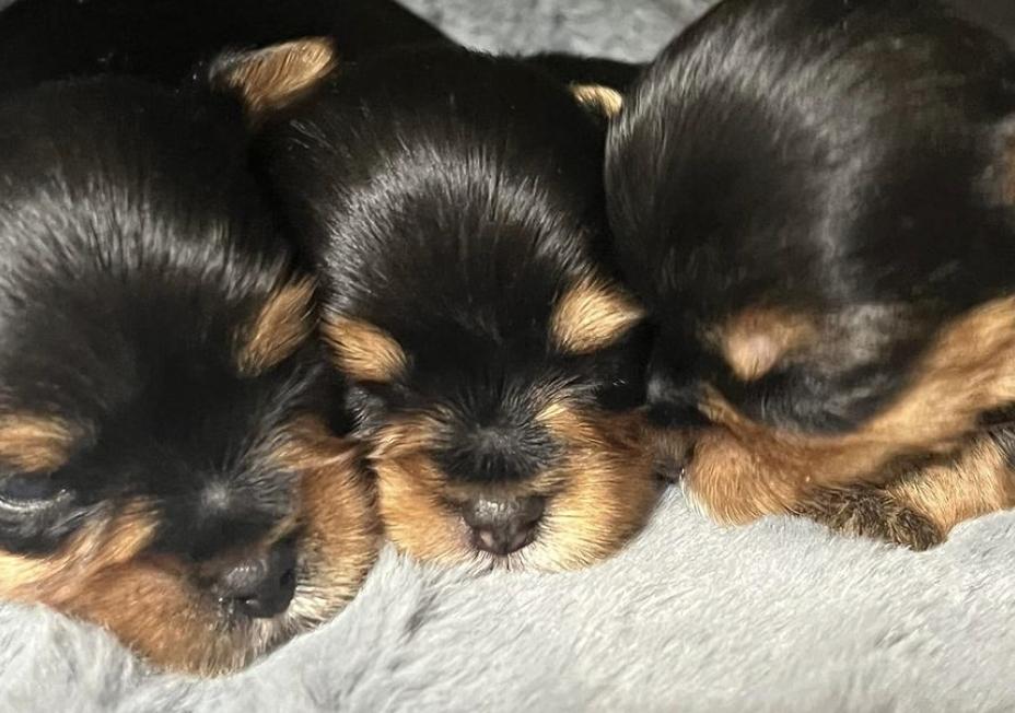 ANGELHEARTS YORKIES and yorkie darlings in Ohio | Yorkshire Terrier ...