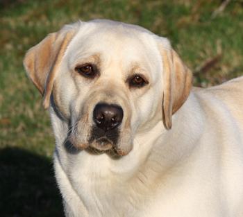 Brush & Marsh Labradors & Newfoundlands in Washington | Labrador ...