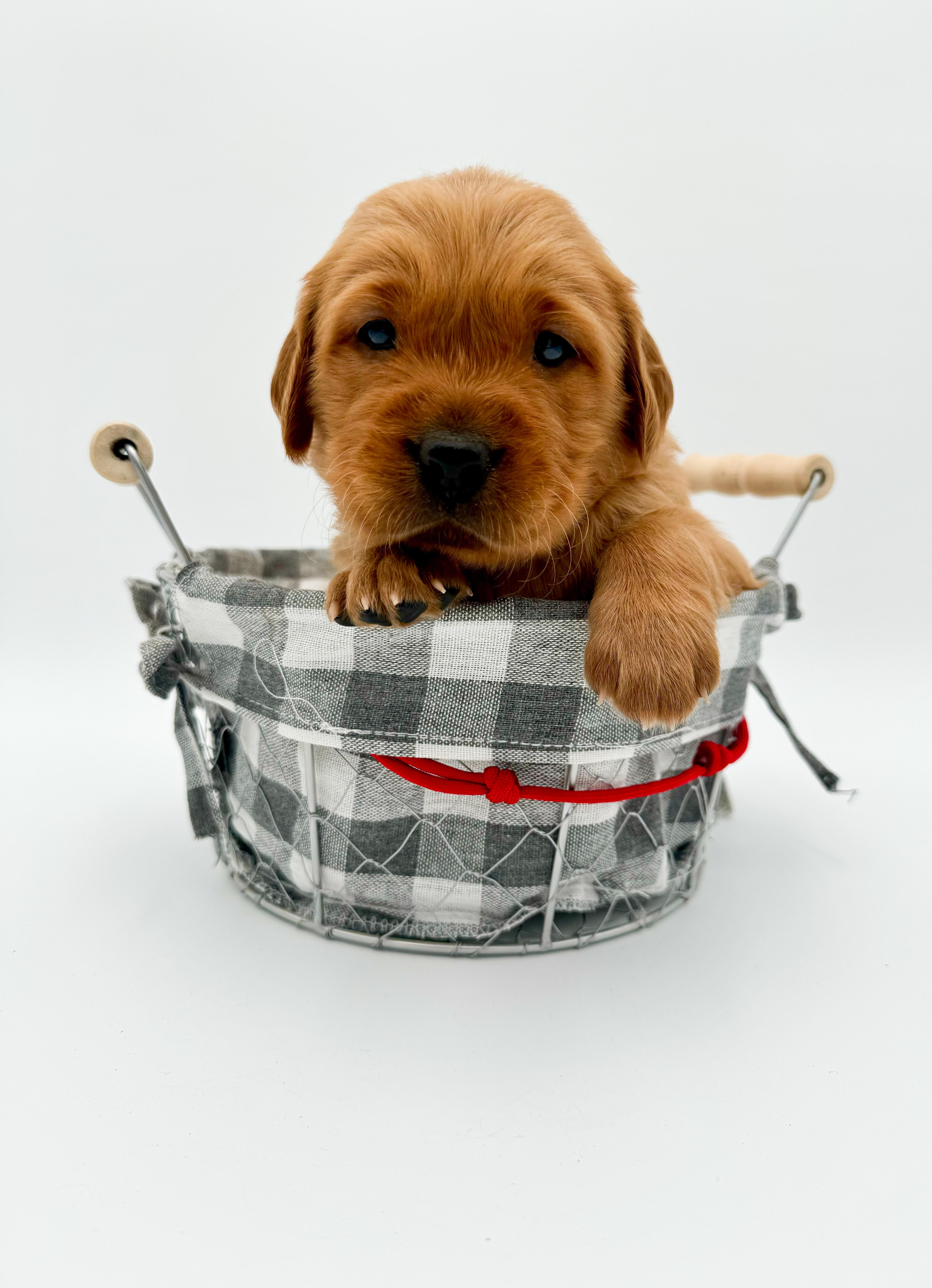 Allegheny River Retrievers in Pennsylvania | Golden Retriever puppies ...