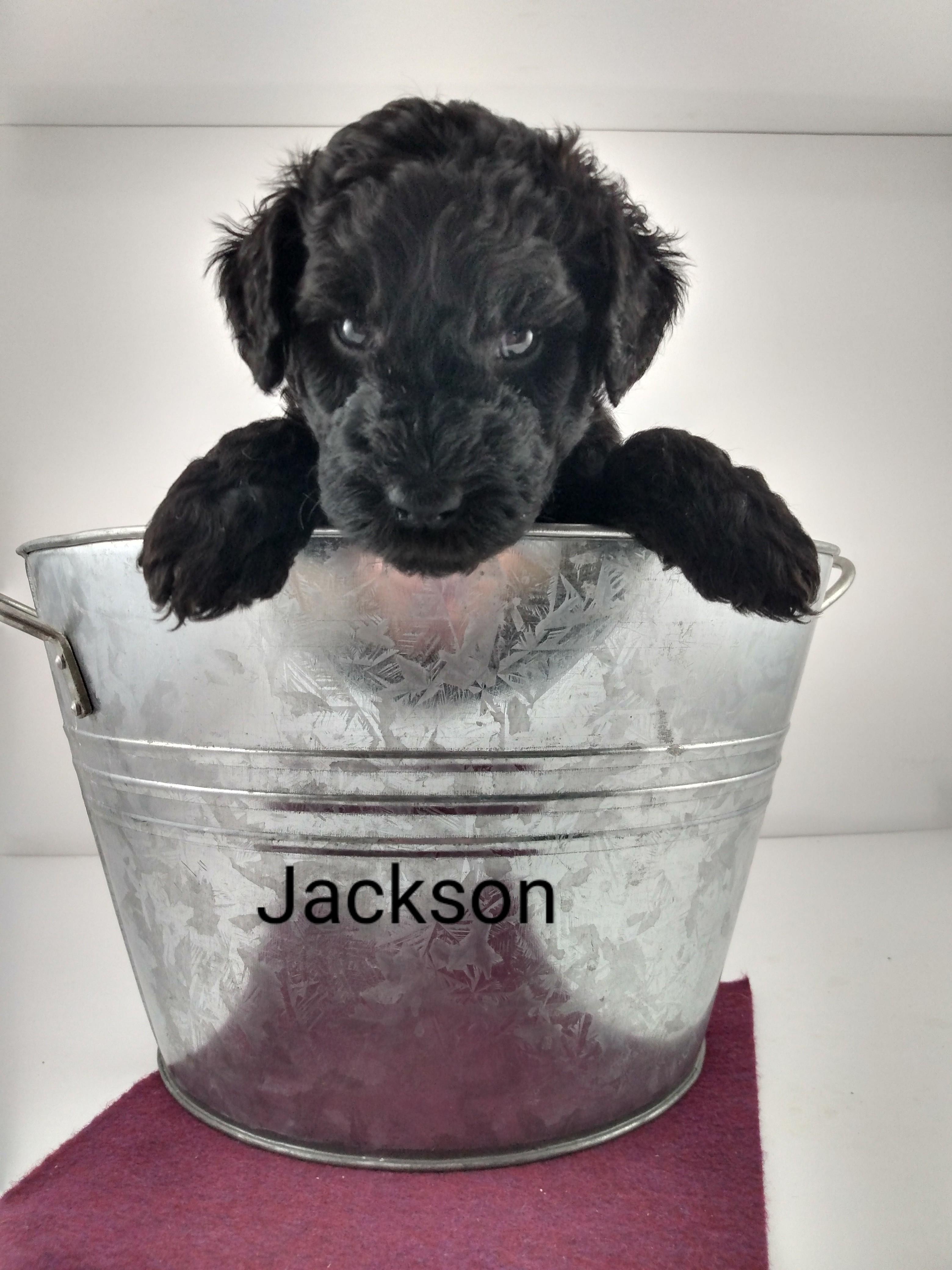 Twin Pines in Wisconsin | Poodle and Whoodle puppies | Good Dog