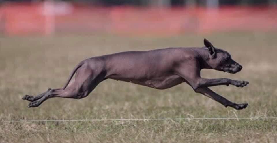 Calypso Kennel in Georgia | Peruvian Inca Orchid puppies | Good Dog
