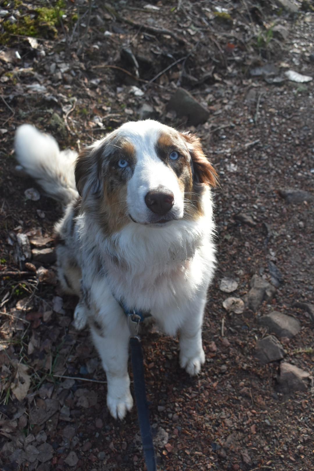 Aussie Tree-O in Minnesota | Australian Shepherd puppies | Good Dog